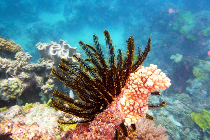 Outer Reef Tours in Port Douglas - Snorkel Tours | Reef Sprinter