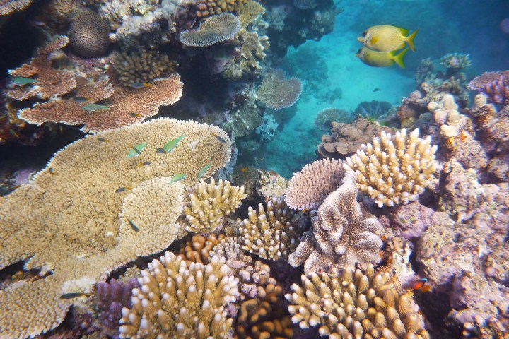 Outer Reef Tours in Port Douglas - Snorkel Tours | Reef Sprinter