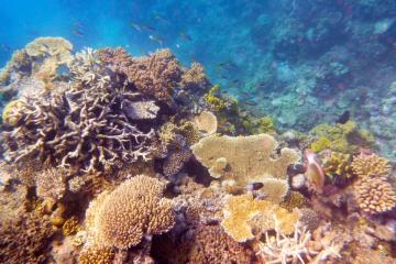 Outer Reef Tours in Port Douglas - Snorkel Tours | Reef Sprinter