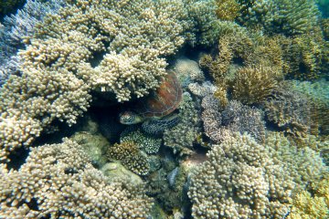 Lagoon & Low Isles Reef Snorkeling Tour | Reef Sprinter